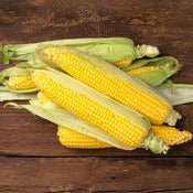 Corn Seeds | Shop 19 Varieties | Eden Brothers