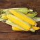 Corn Seeds - Jubilee | Vegetable Seeds in Packets & Bulk | Eden Brothers