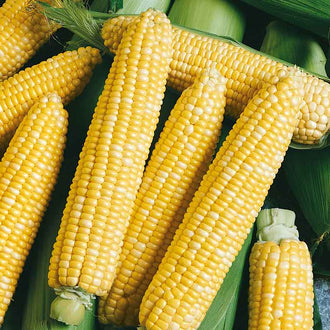 Corn Seeds | Shop 19 Varieties | Eden Brothers