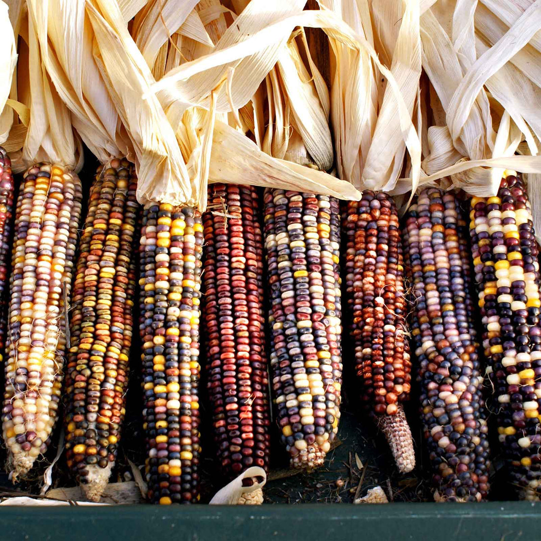 Corn Seeds - Rainbow Mix | Vegetable Seeds in Packets & Bulk | Eden ...