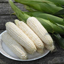Corn Seeds | Shop 19 Varieties | Eden Brothers