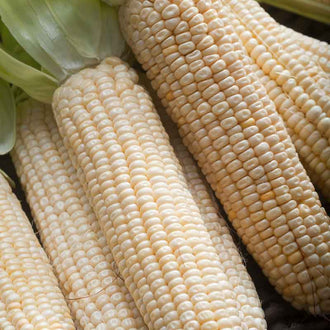 Corn Seeds | Shop 19 Varieties | Eden Brothers