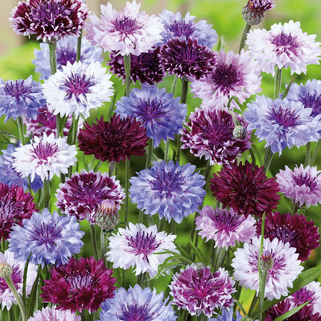 Cornflower Seeds - Classic Magic | Flower Seeds in Packets & Bulk ...