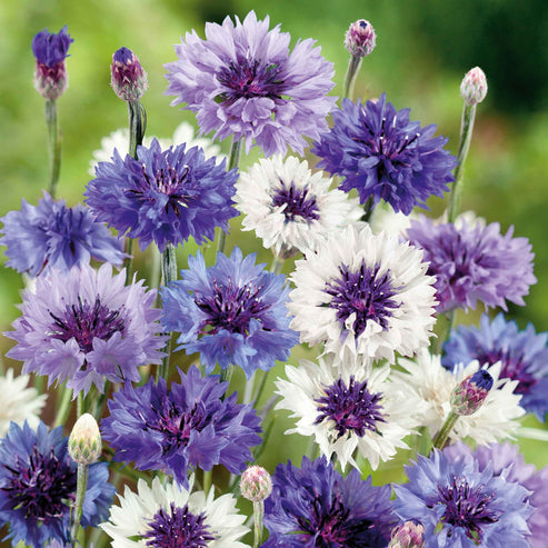 Cornflower Seeds - Fantastic Mix | Flower Seeds in Packets & Bulk ...