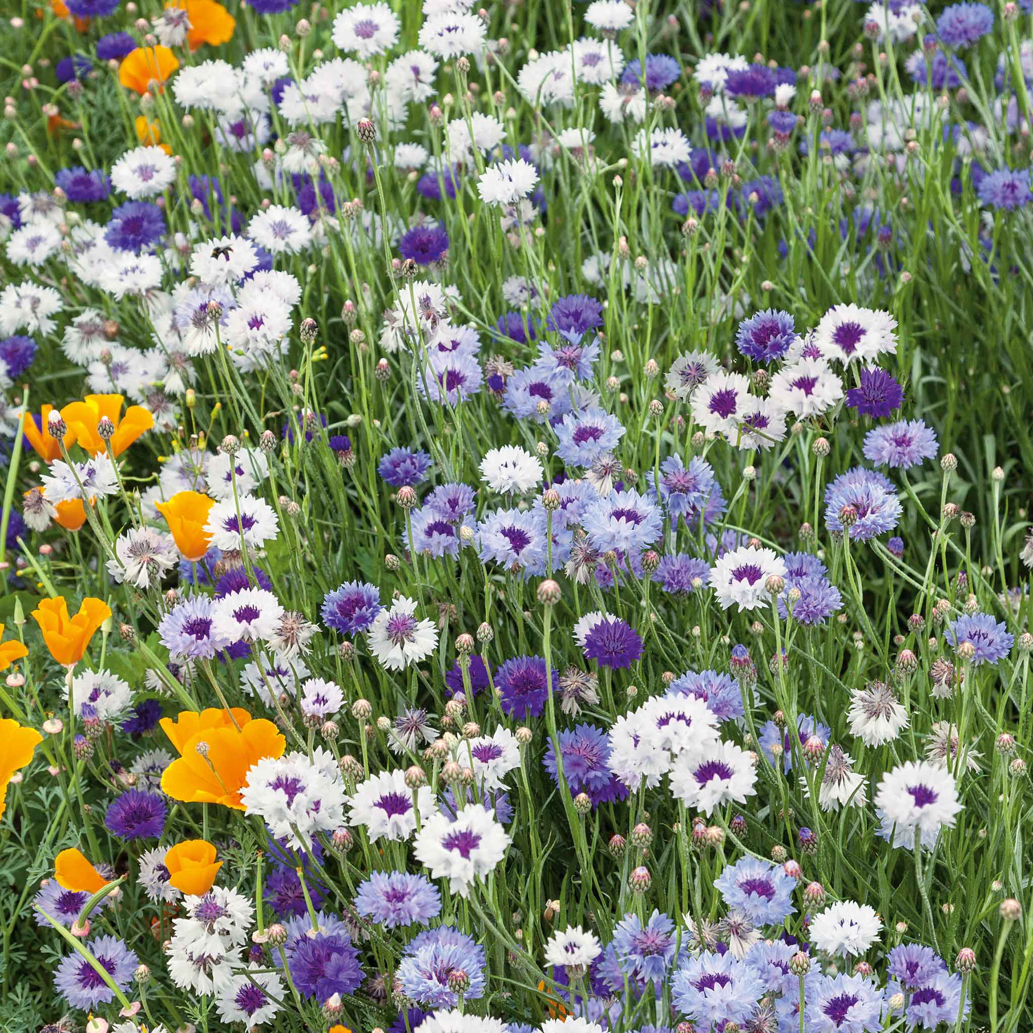 Cornflower Seeds - Fantastic Mix | Flower Seeds in Packets & Bulk ...