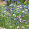 Cornflower Seeds - Tall Mix | Flower Seeds in Packets & Bulk | Eden ...
