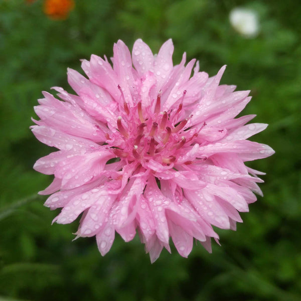 Cornflower Seeds - Tall Pink | Flower Seeds in Packets & Bulk | Eden ...