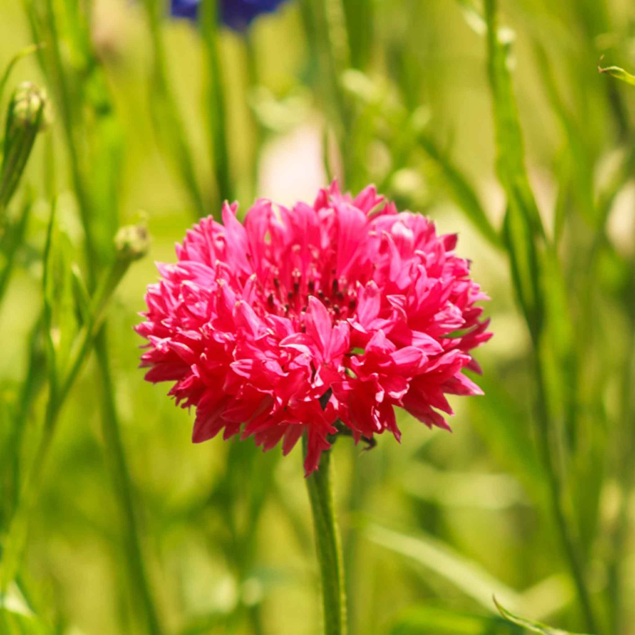 Cornflower Seeds - Tall Red | Flower Seeds in Packets & Bulk | Eden ...