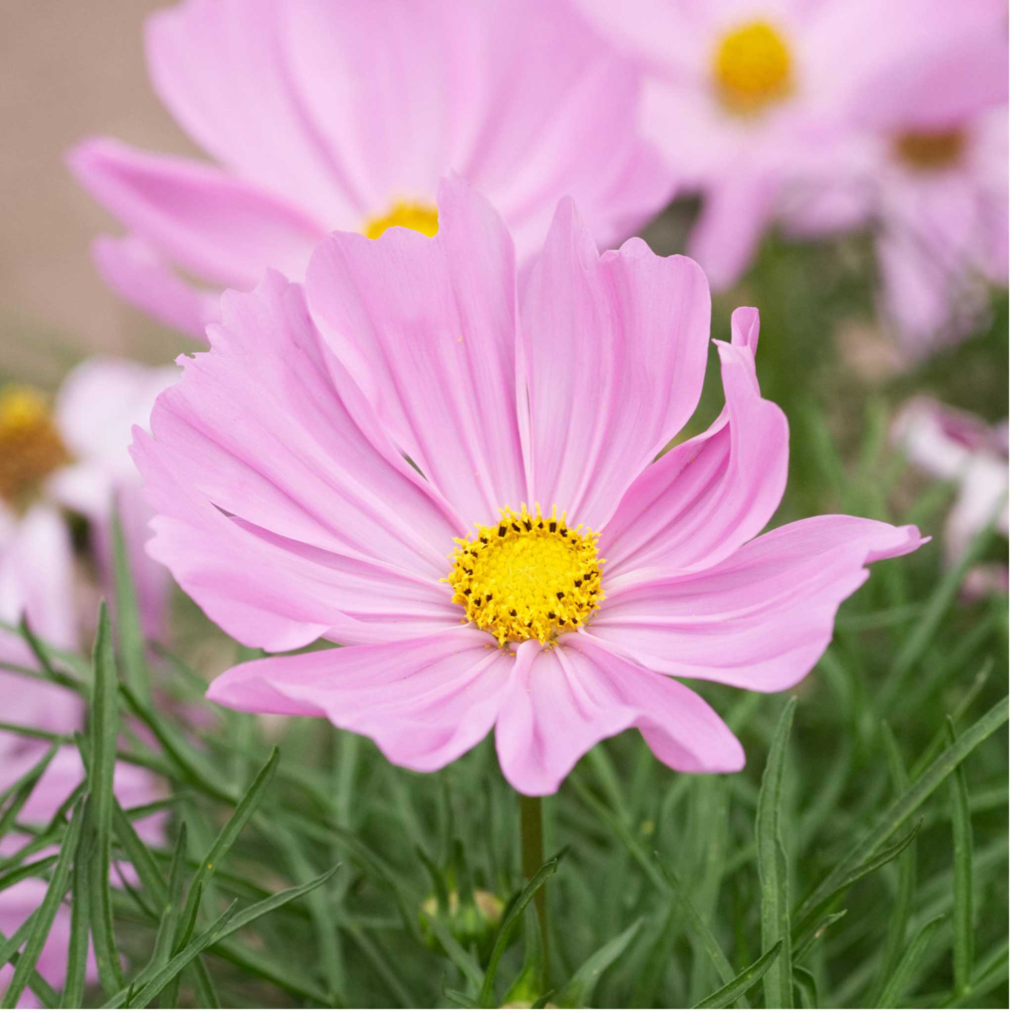 Cosmos Seeds - Apollo Lovesong | Flower Seeds in Packets & Bulk | Eden ...