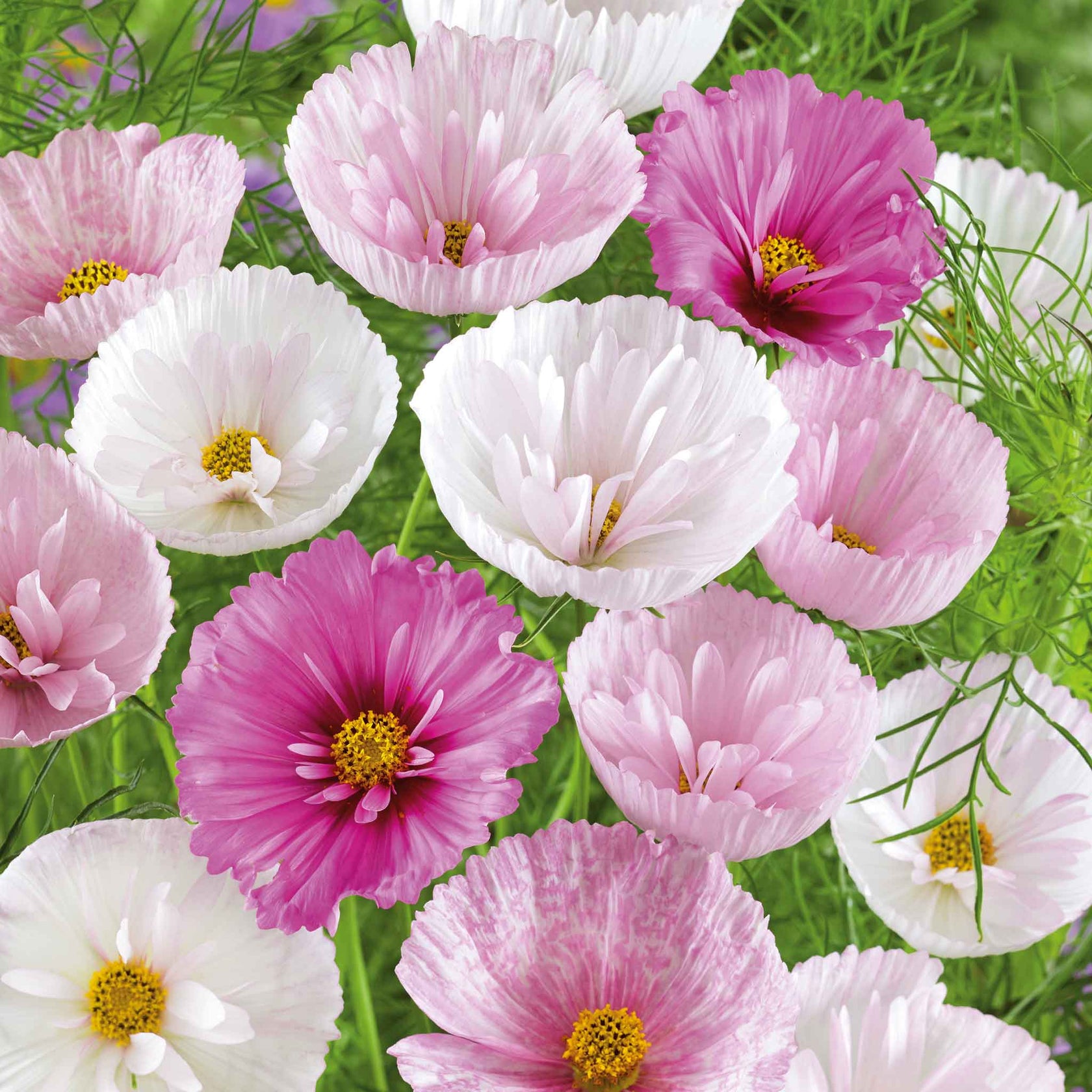 Cosmos Seeds - Cupcake Mix | Flower Seeds in Packets & Bulk | Eden Brothers