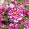 Cosmos Seeds - Double Click - Double Violet | Flower Seeds in Packets ...
