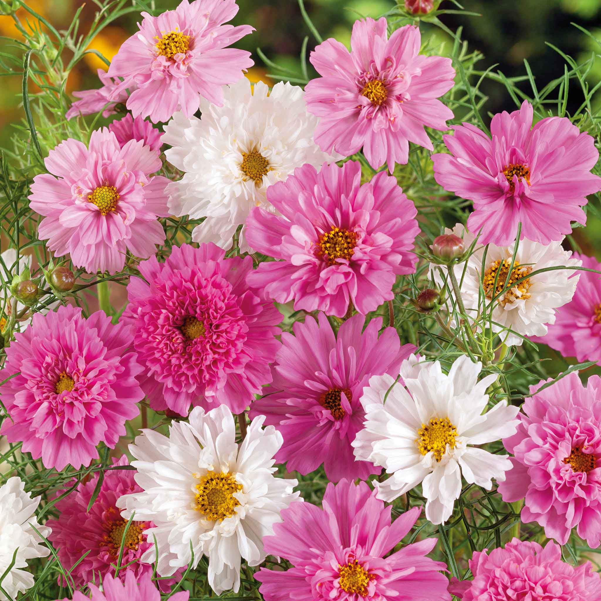 Cosmos Seeds - Double Click Bonbon Mix | Flower Seeds in Packets & Bulk ...
