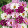 Cosmos Seeds - Double Click - Mixed | Flower Seeds in Packets & Bulk ...