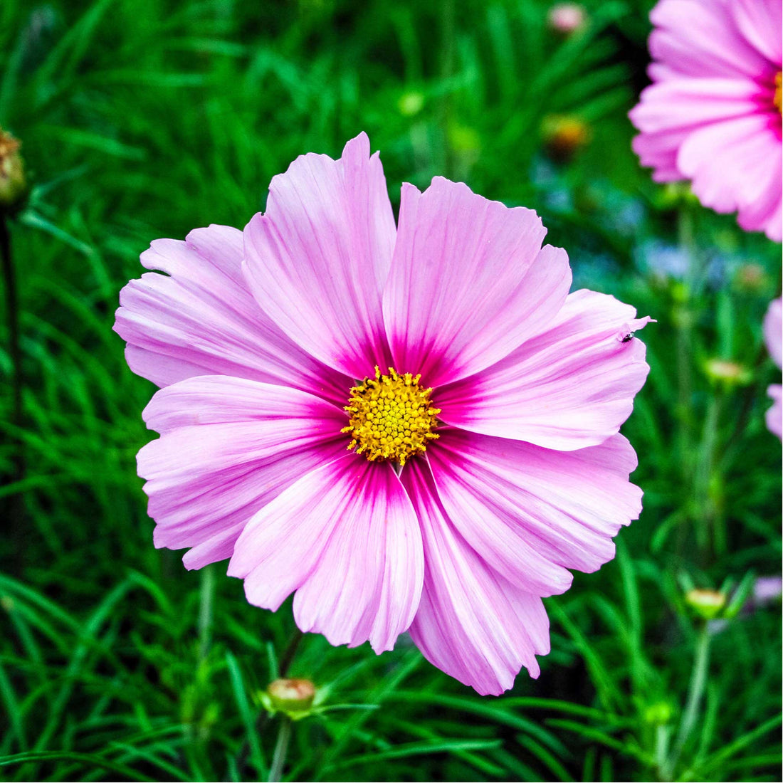 Cosmos Seeds - Gloria | Flower Seeds in Packets & Bulk | Eden Brothers