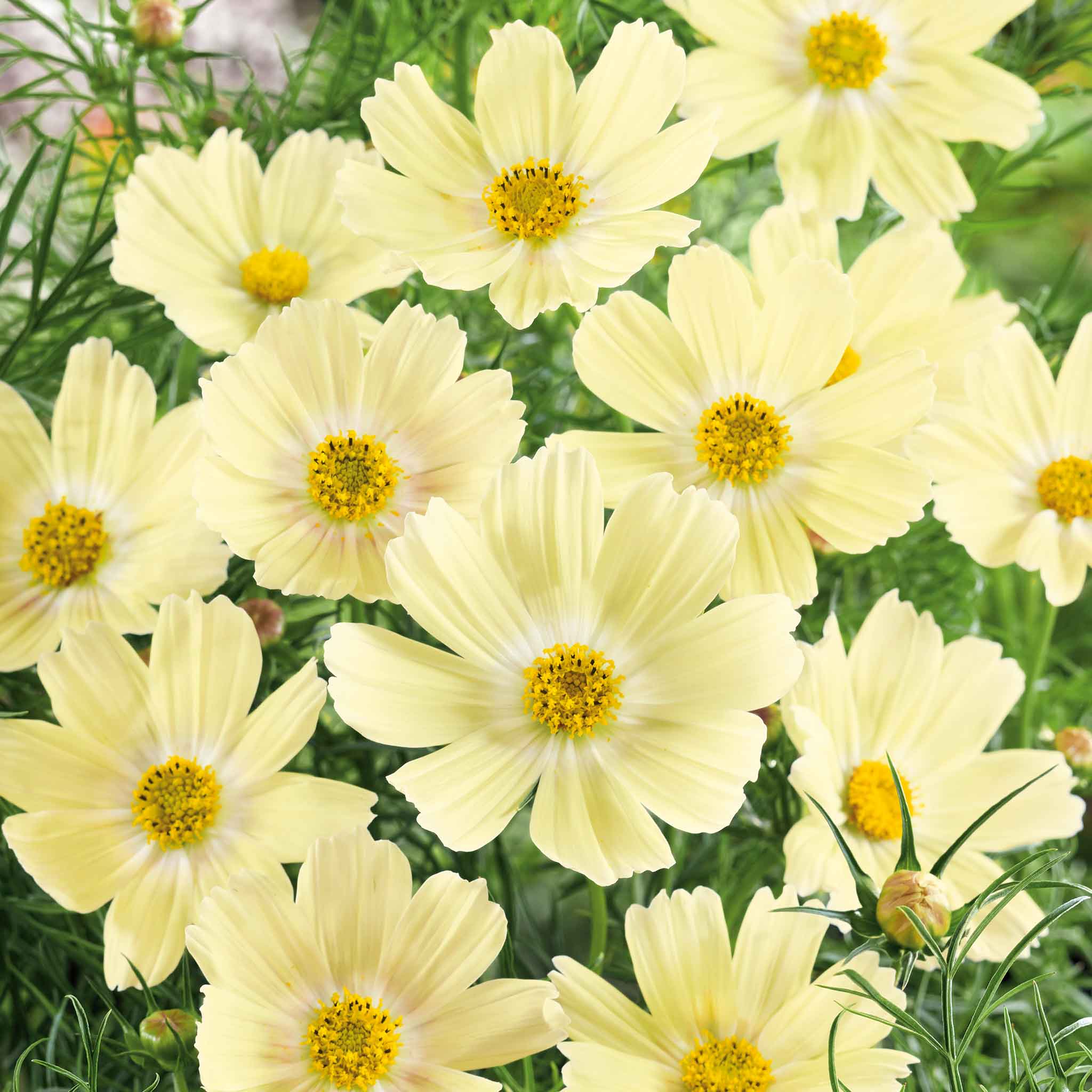 Cosmos Seeds - Lemonade | Flower Seeds in Packets & Bulk | Eden Brothers