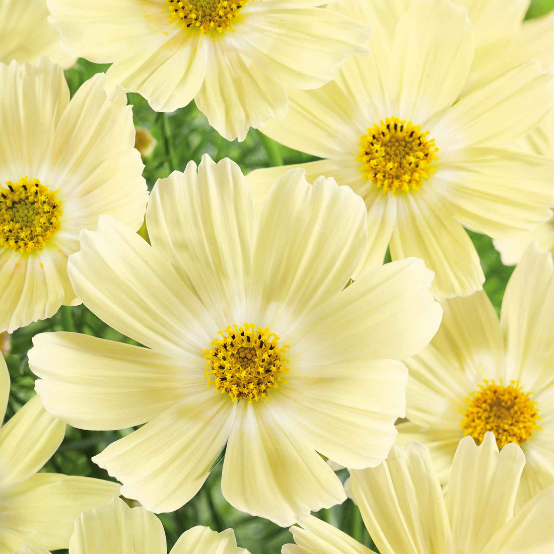 Cosmos Seeds - Lemonade | Flower Seeds in Packets & Bulk | Eden Brothers