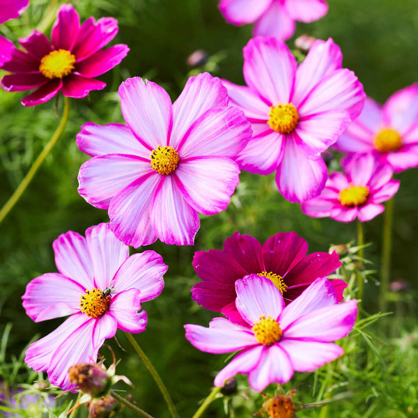 Cosmos Seeds - Picotee | Flower Seeds in Packets & Bulk | Eden Brothers