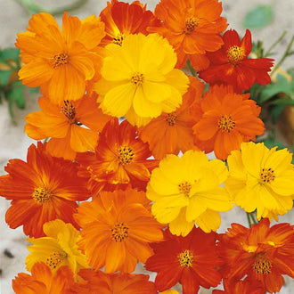 Cosmos Seeds | Shop 54 Varieties | Eden Brothers – Page 2
