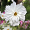 Cosmos Seeds - Psyche Mix | Flower Seeds in Packets & Bulk | Eden Brothers