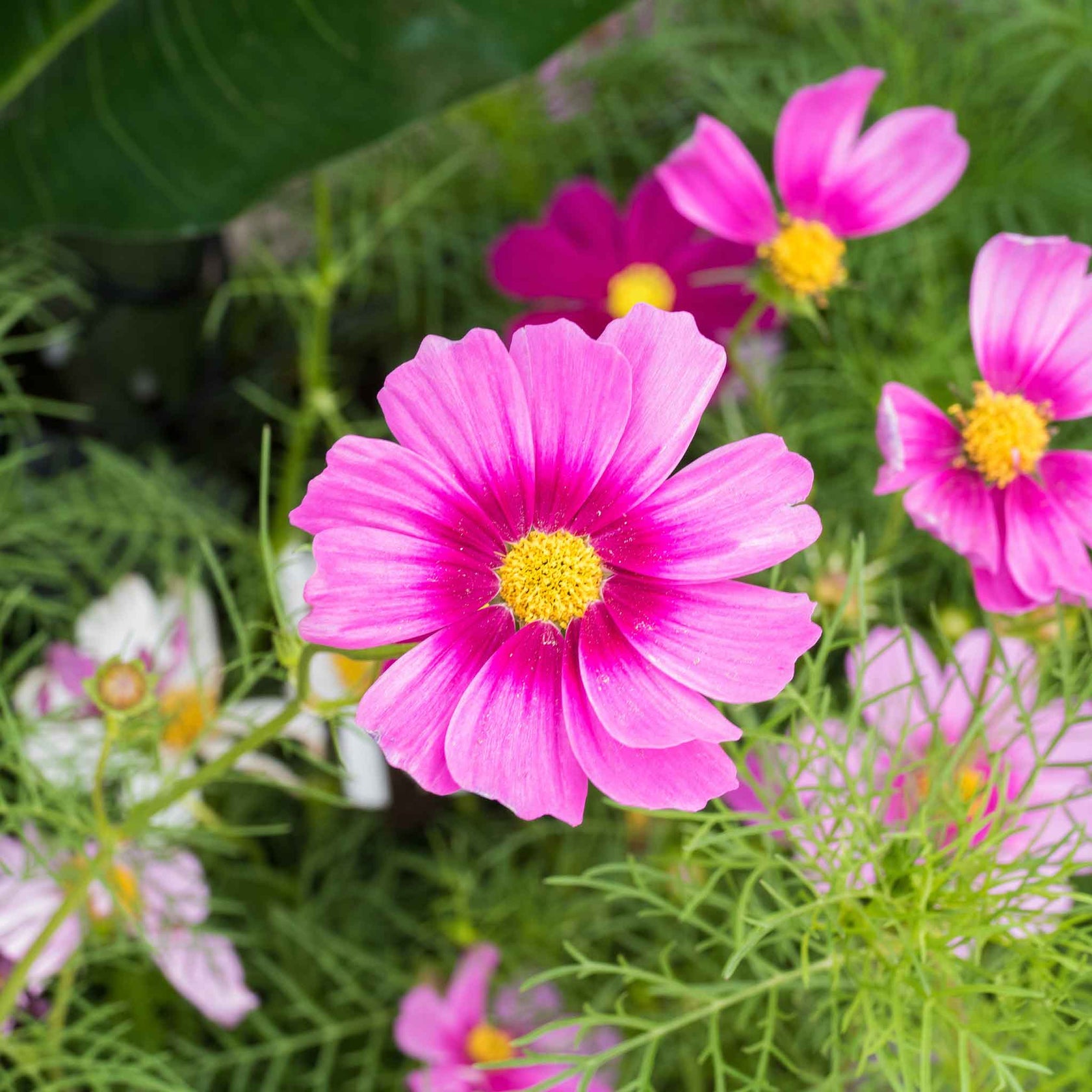 Cosmos Seeds - Radiance | Flower Seeds in Packets & Bulk | Eden Brothers