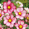 Cosmos Seeds - Red Stripe | Flower Seeds in Packets & Bulk | Eden Brothers