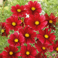 Cosmos Seeds | Shop 54 Varieties | Eden Brothers