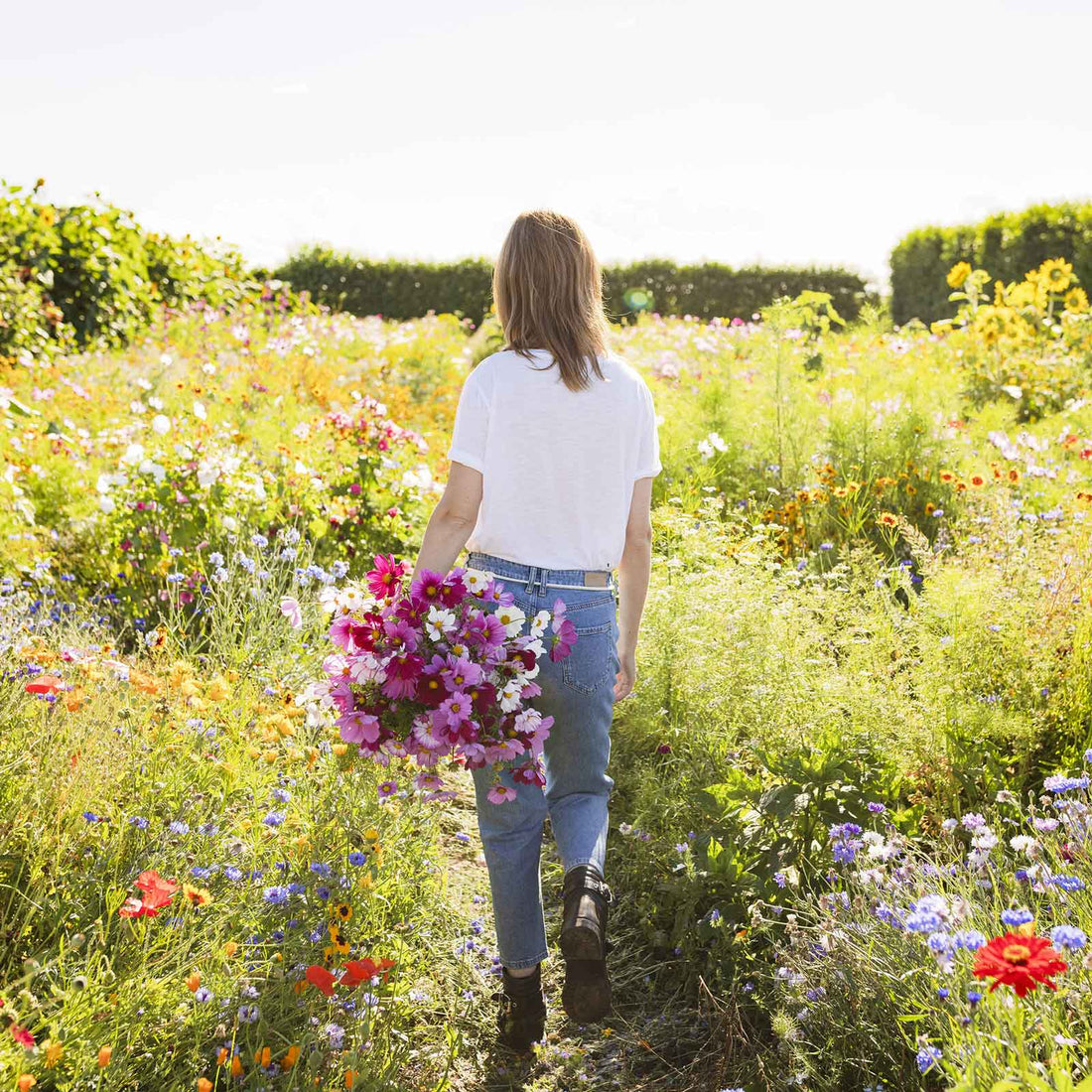 Wild Cosmos Seeds - Sensation Mix | Flower Seeds in Packets & Bulk ...