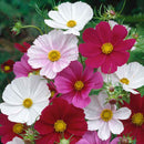 Cosmos Seeds - Versailles Tetra Mix | Flower Seeds in Packets & Bulk ...