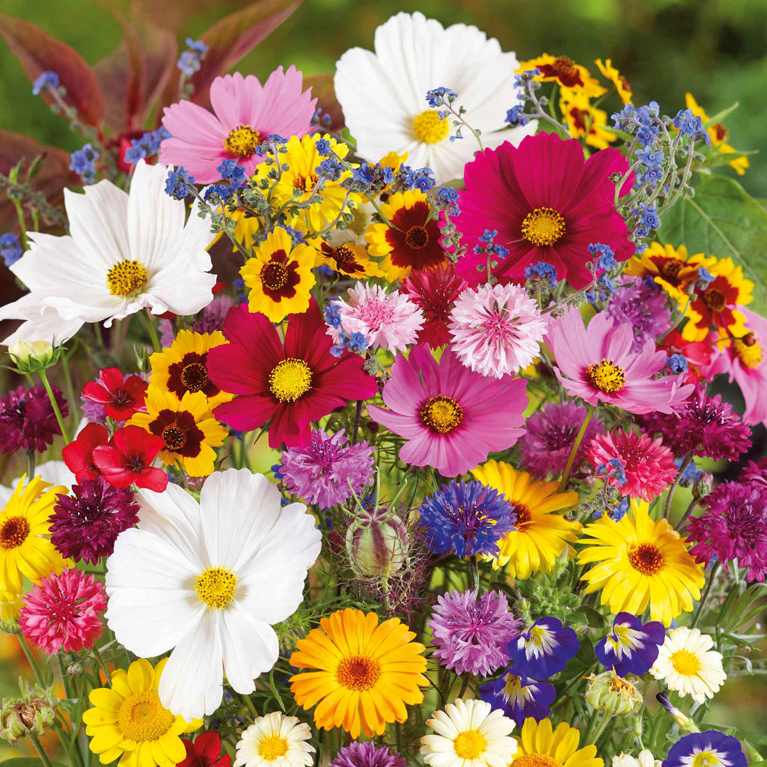 Country Garden Flower Seed Mix | Wildflower Seeds | Eden Brothers