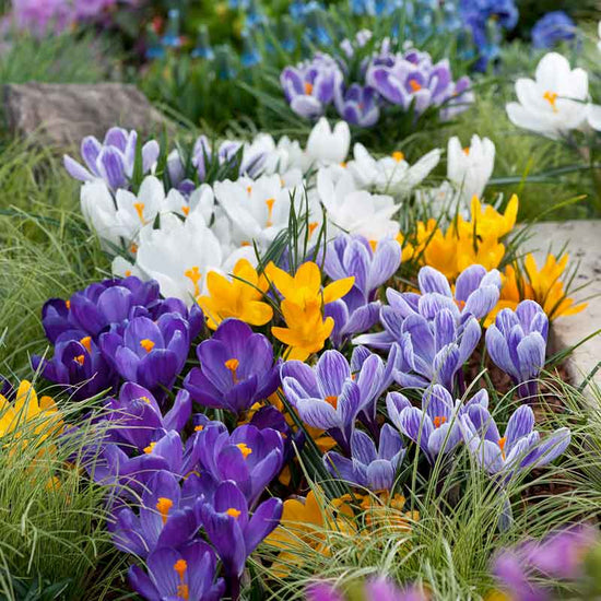 Crocus Bulbs - Large Flowering Mix | Buy Crocus Bulbs in Bulk at ...