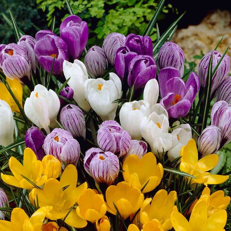 Crocus Bulbs - Large Flowering Mix | Buy Crocus Bulbs in Bulk at ...