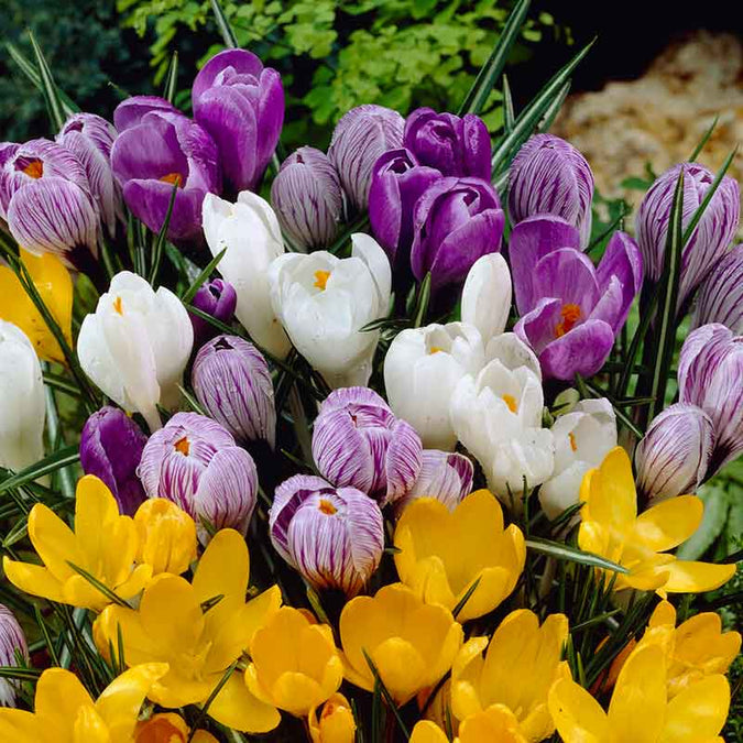 Crocus Bulbs - Large Flowering Mix | Buy Crocus Bulbs in Bulk at ...
