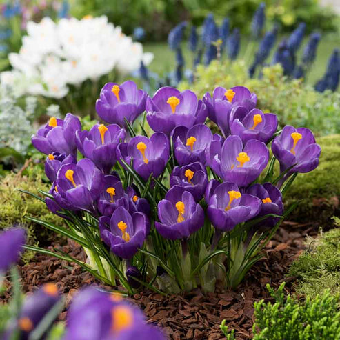 Crocus Bulbs - Flower Record | Buy Crocus Bulbs in Bulk at Eden Brothers
