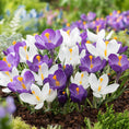 Crocus Bulbs - Blue & White Mix | Buy Crocus Bulbs in Bulk at Eden Brothers