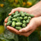 Cucumber Seeds - Mexican Sour Gherkin | Vegetable Seeds in Packets ...