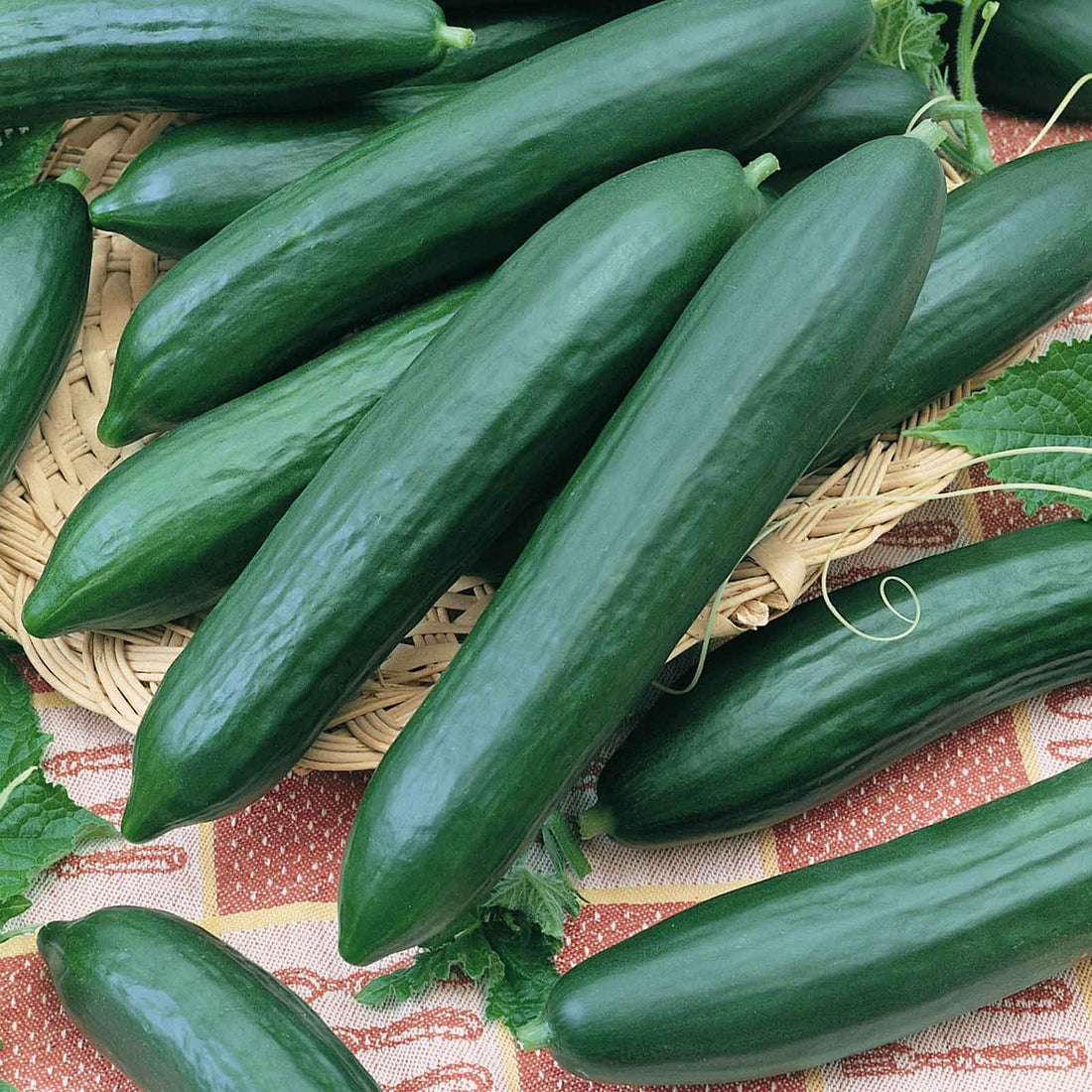Organic Cucumber Seeds - Tendergreen Burpless | Vegetable Seeds in ...