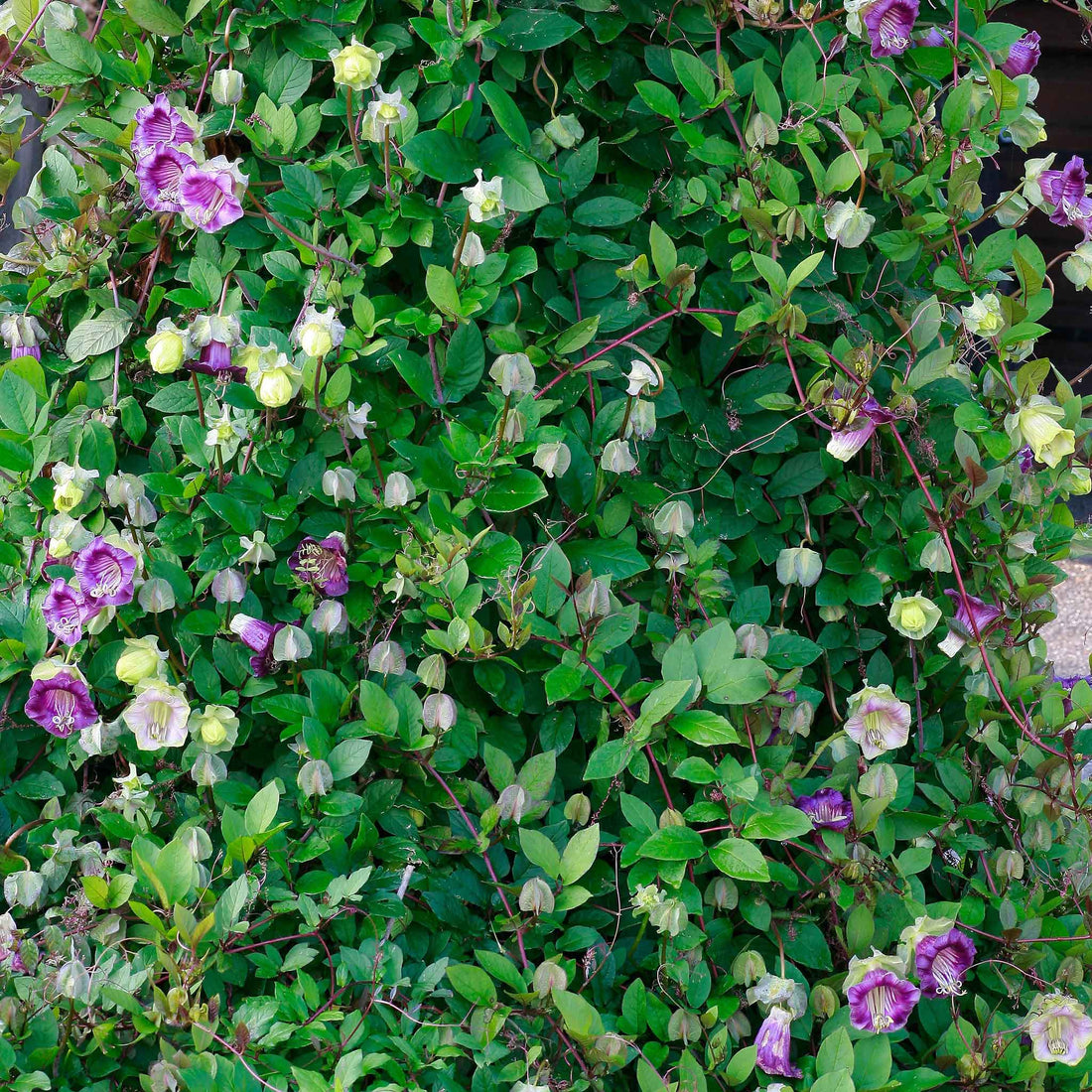 Cup and Saucer Vine Seeds - Purple | Flower Seeds in Packets & Bulk ...