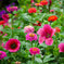 Cupid's Flower Seed Mix | Wildflower Seeds | Eden Brothers