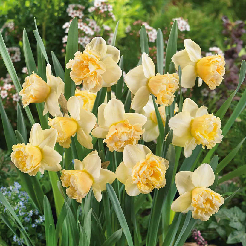 Daffodil Bulbs - Art Design | Fall Flower Bulbs | Eden Brothers