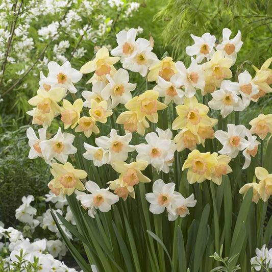 Daffodil Bulbs | Shop 47 Varieties | Eden Brothers – Page 3