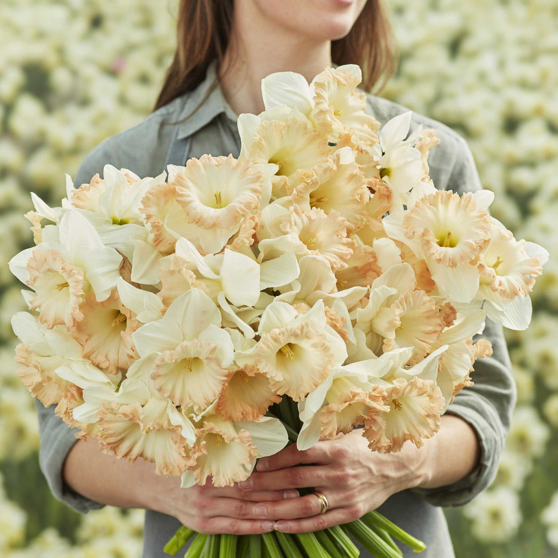 Daffodil Bulbs - British Gamble | Fall Flower Bulbs | Eden Brothers