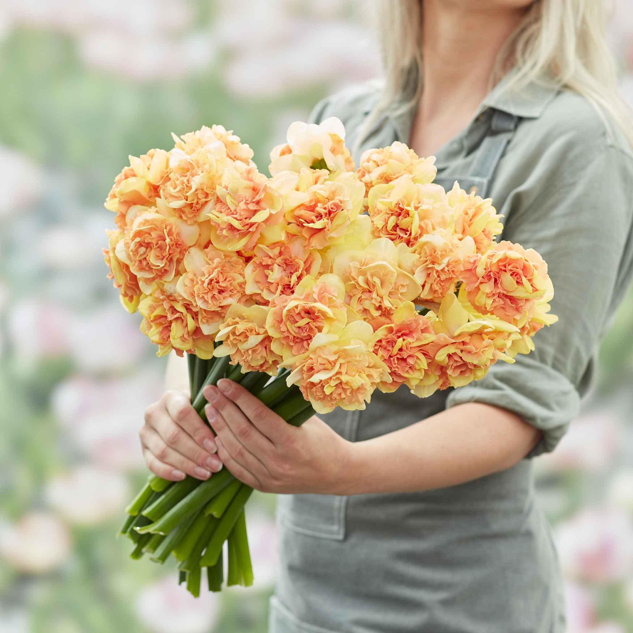 Daffodil Bulbs - Egg Benedict | Fall Flower Bulbs | Eden Brothers