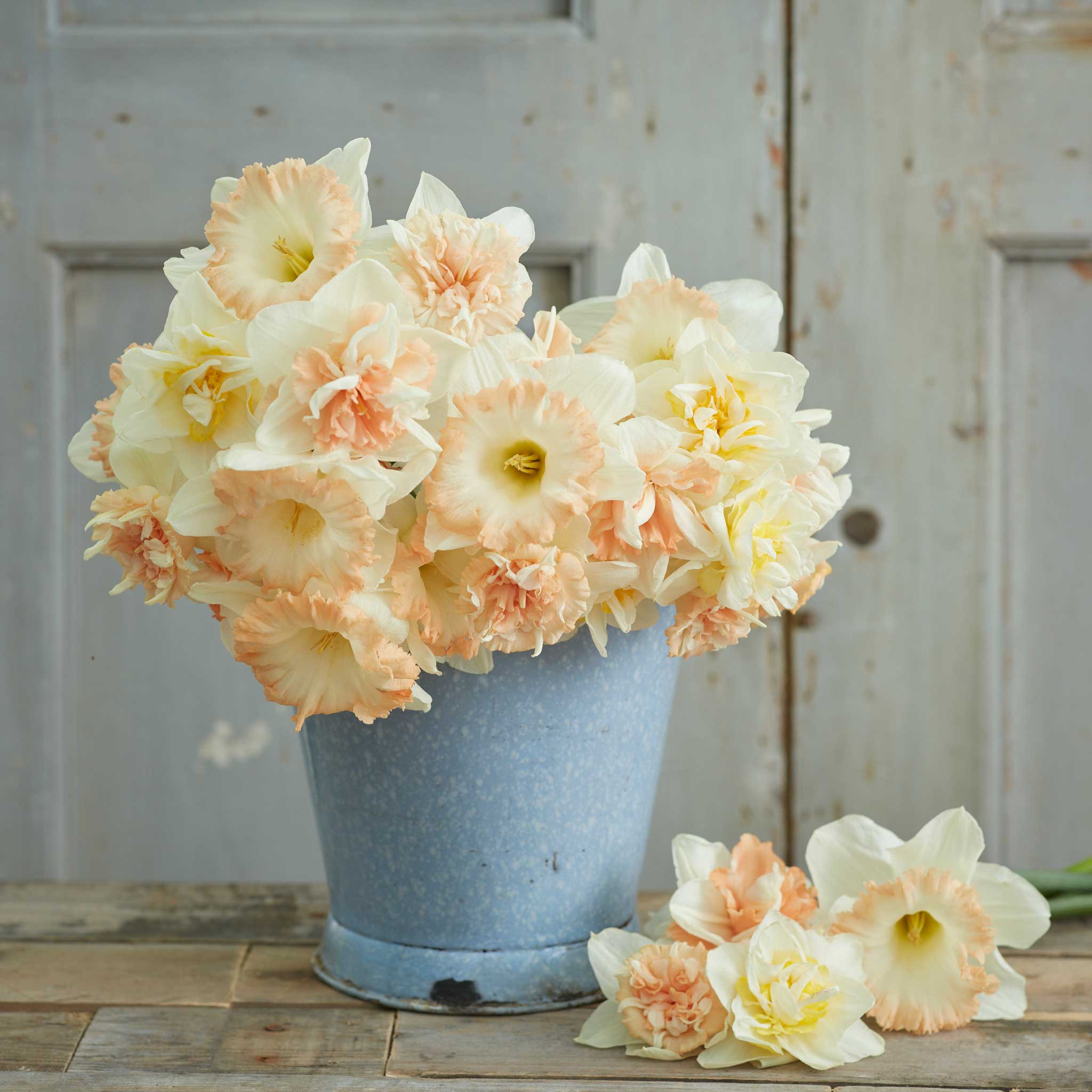 Daffodil Bulbs - Evelyn's Mix | Fall Flower Bulbs | Eden Brothers
