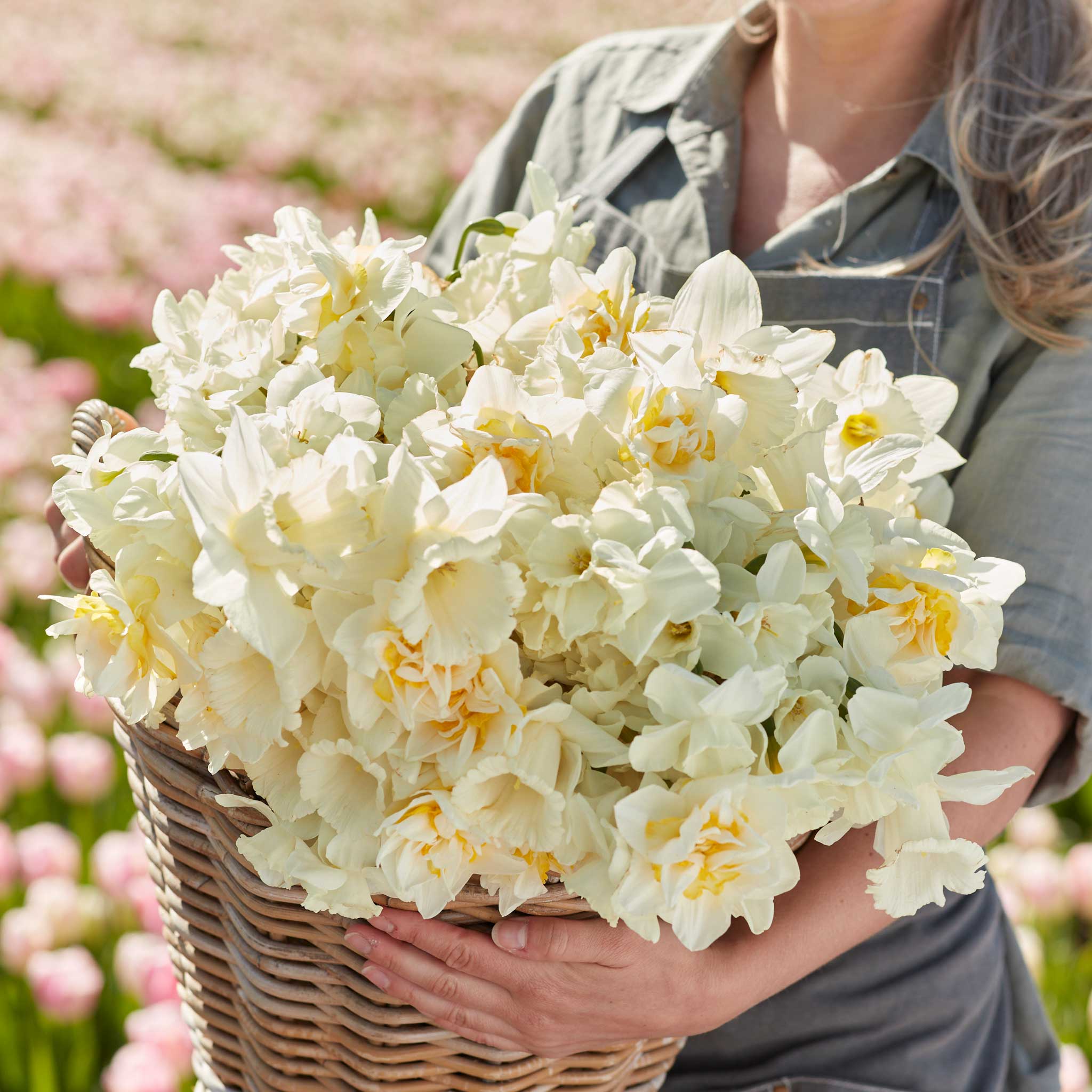Daffodil Bulbs - Lemondrop Mix | Fall Flower Bulbs | Eden Brothers