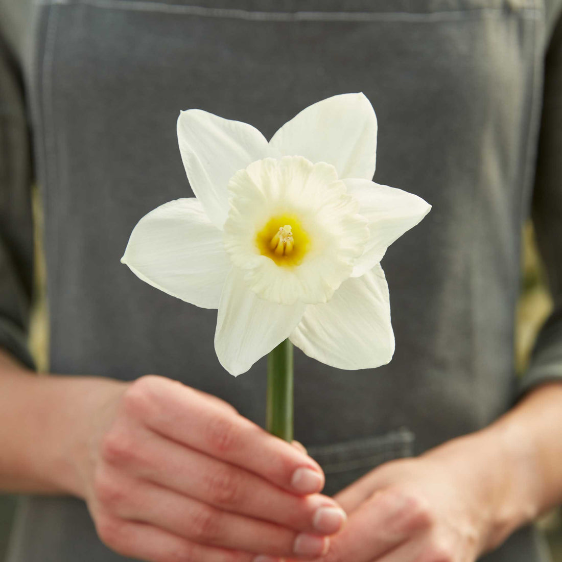 Trumpet Daffodil Bulbs - Mount Hood | Fall Flower Bulbs | Eden Brothers