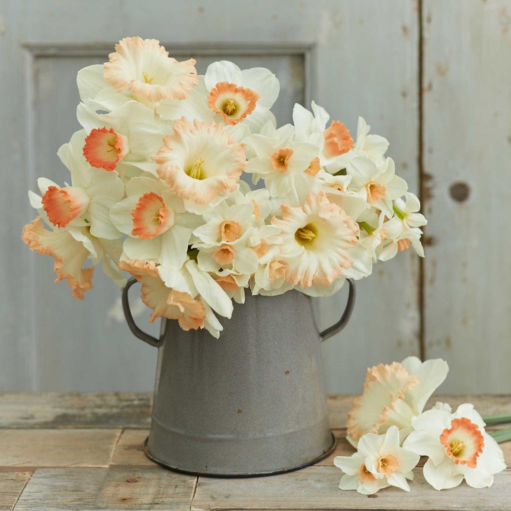 Daffodil Bulbs - Pastel Charm Mix | Fall Flower Bulbs | Eden Brothers
