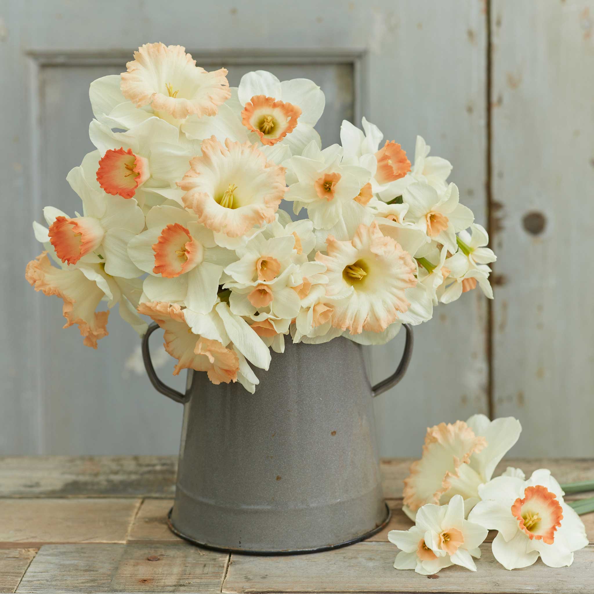 Daffodil Bulbs - Pastel Charm Mix | Fall Flower Bulbs | Eden Brothers
