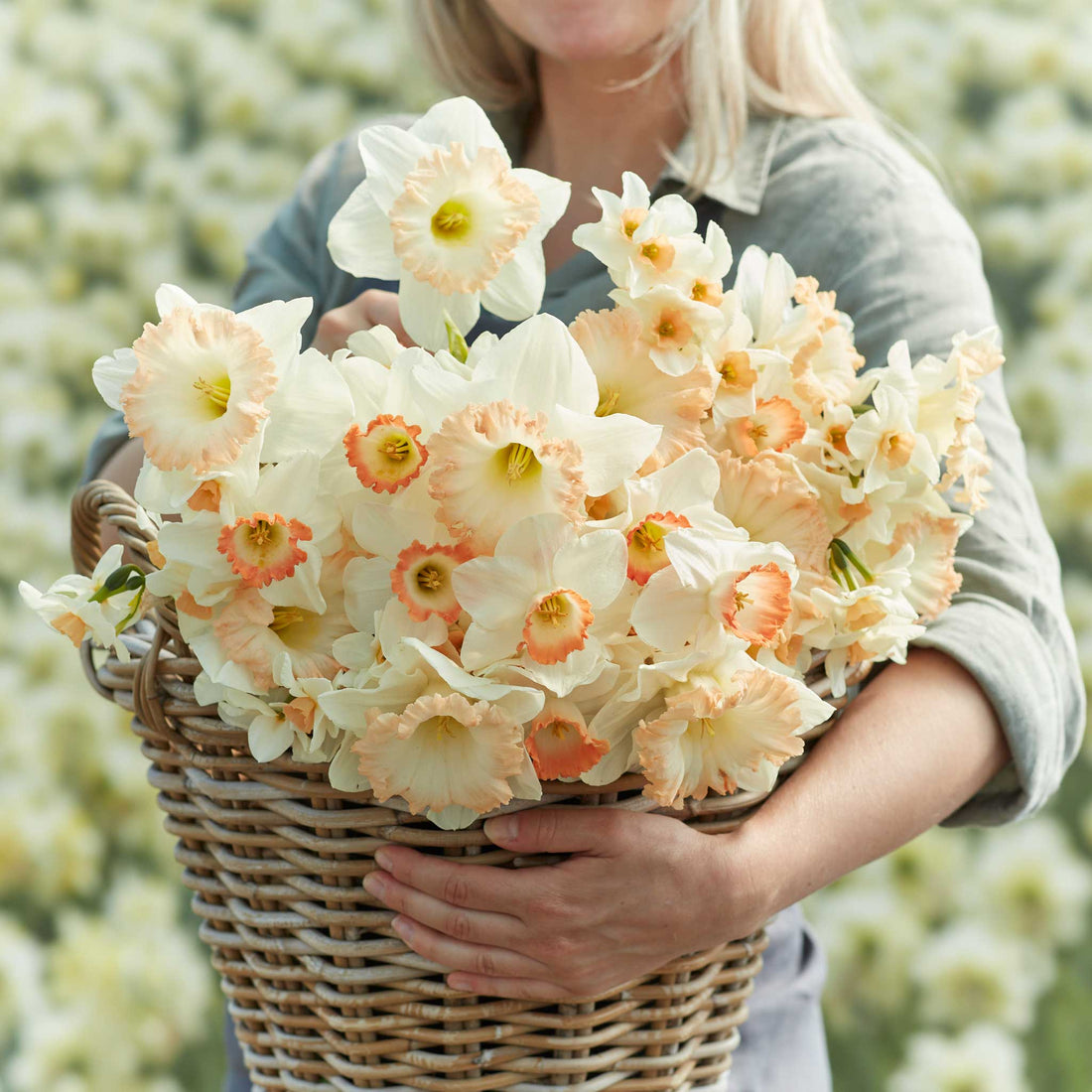 Daffodil Bulbs - Pastel Charm Mix | Fall Flower Bulbs | Eden Brothers