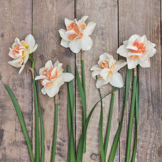 Daffodil Bulbs - Replete | Fall Flower Bulbs | Eden Brothers