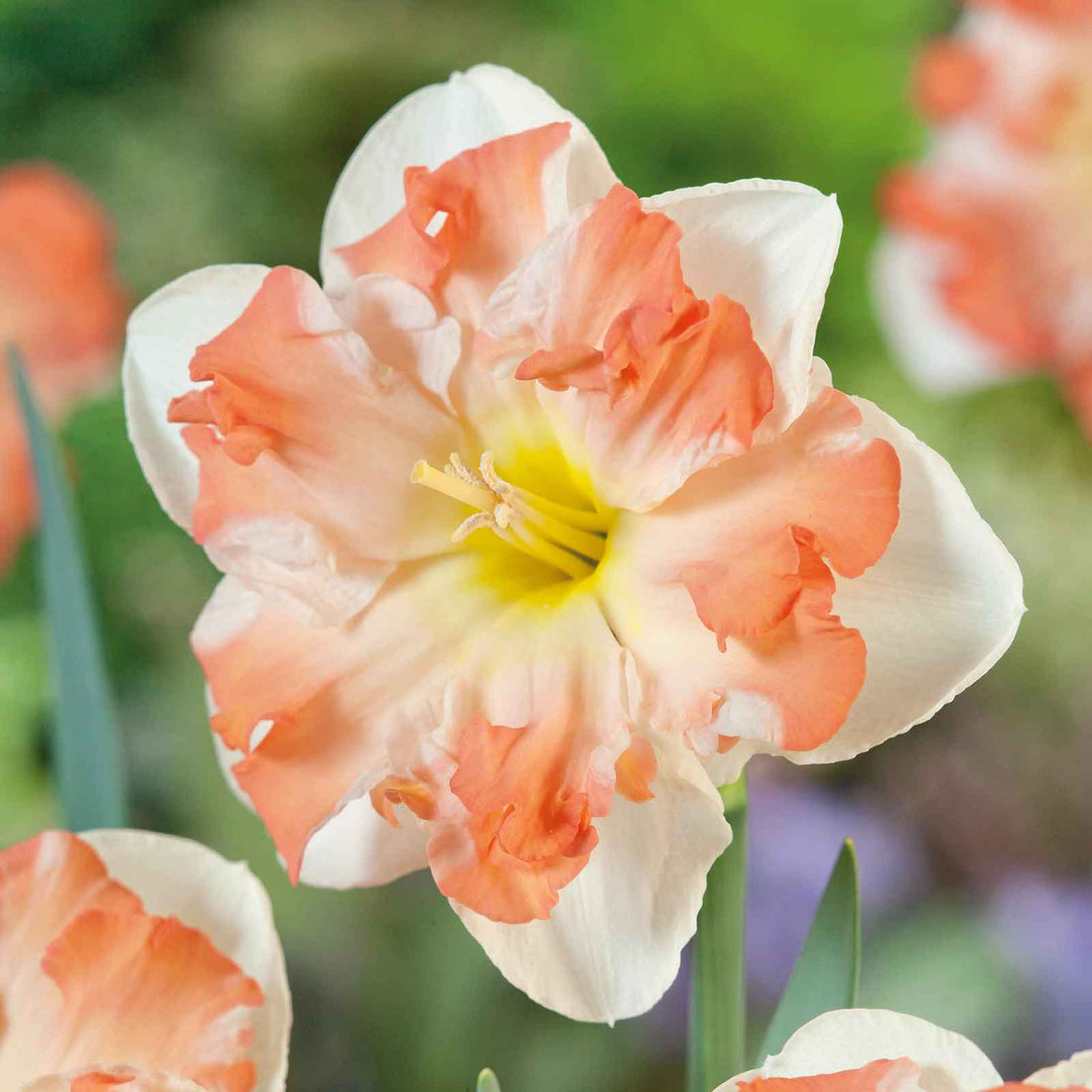 Daffodil Bulbs - Sunny Girlfriend | Fall Flower Bulbs | Eden Brothers